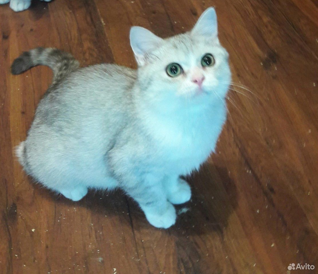 Красивый паренёк шотландчик