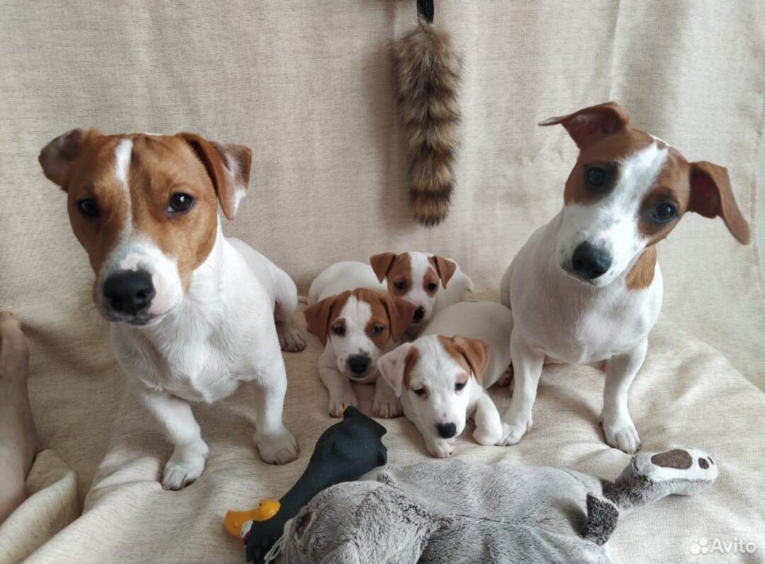 Чистокровный щенок Джек Рассел Терьер