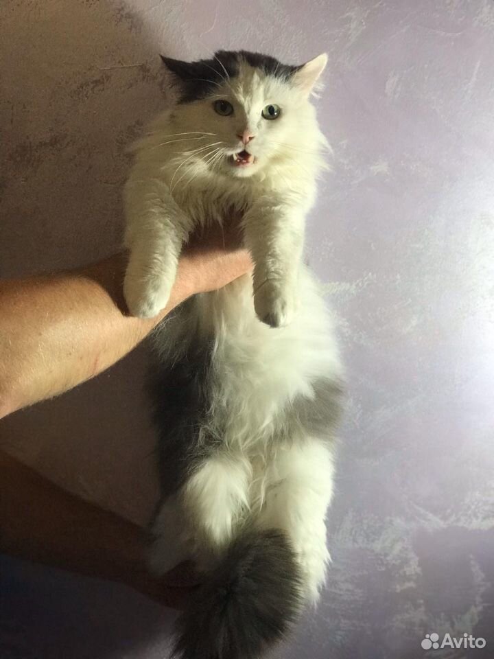 Кот