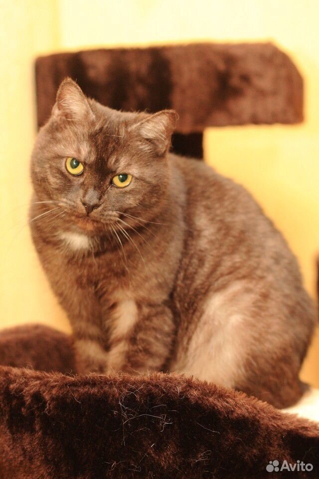 Марго ищет дом