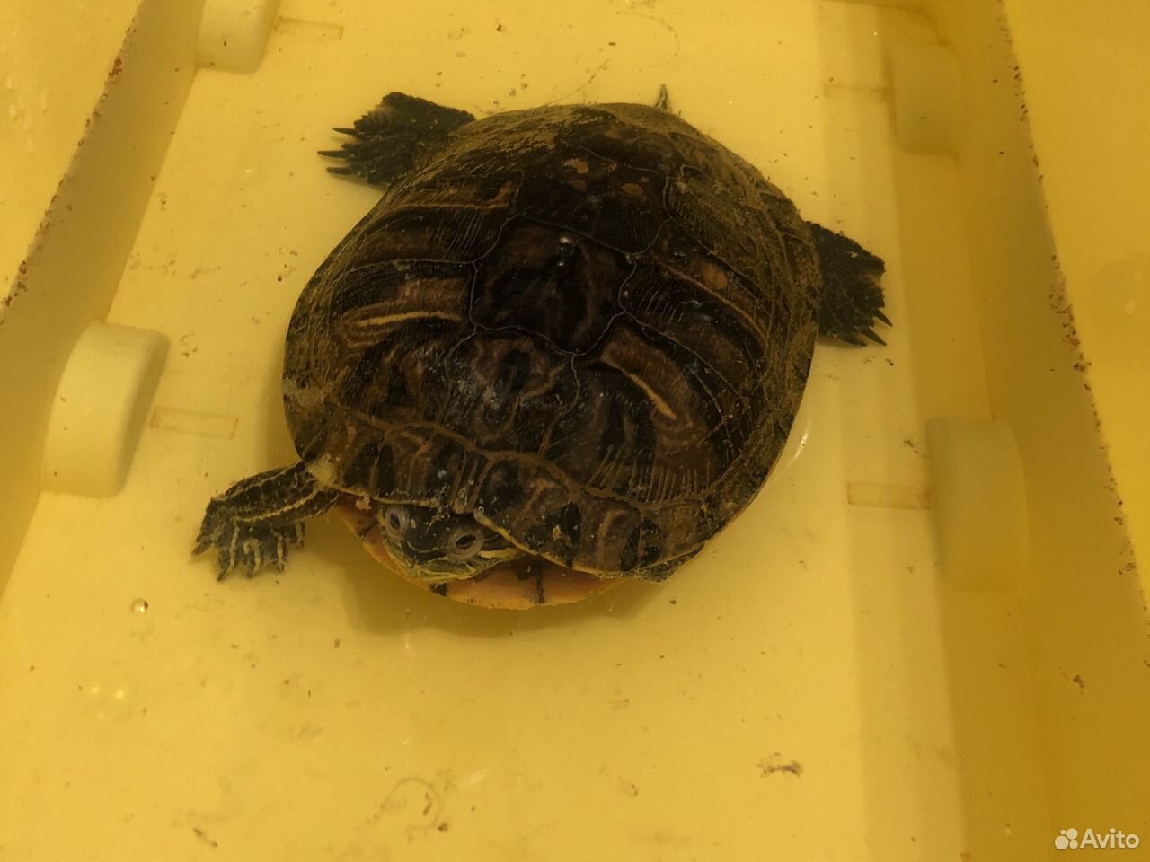 Черепаха красноухая