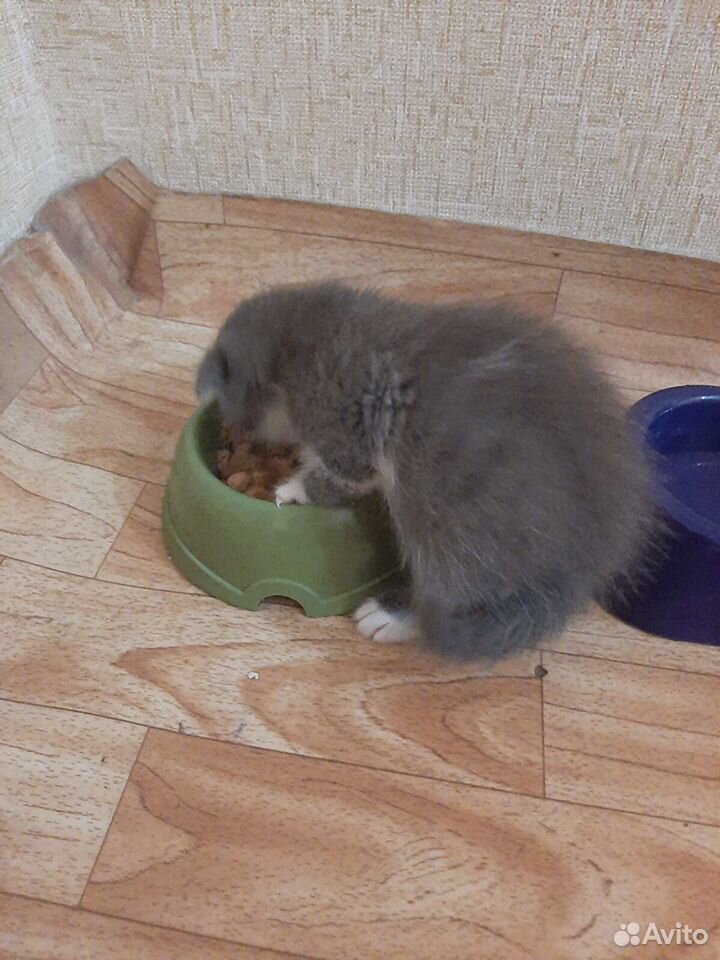 Кошка