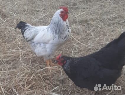 Молодые петушки обмен на кур