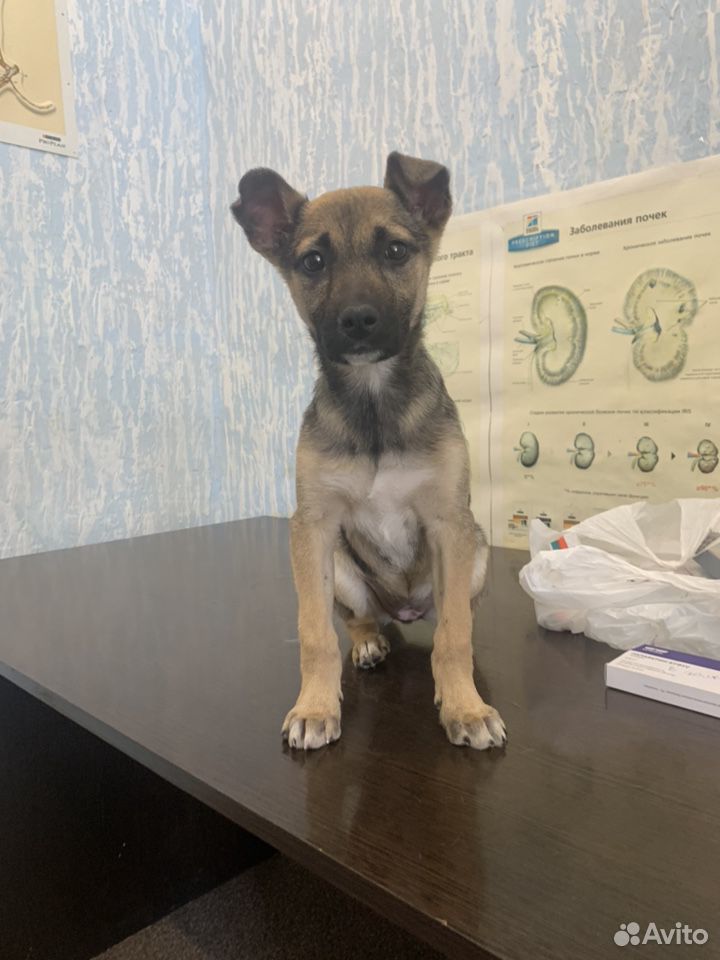 Собака в добрые руки