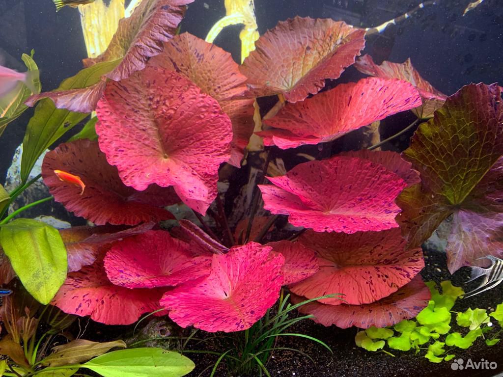 Рыбка в аквариум