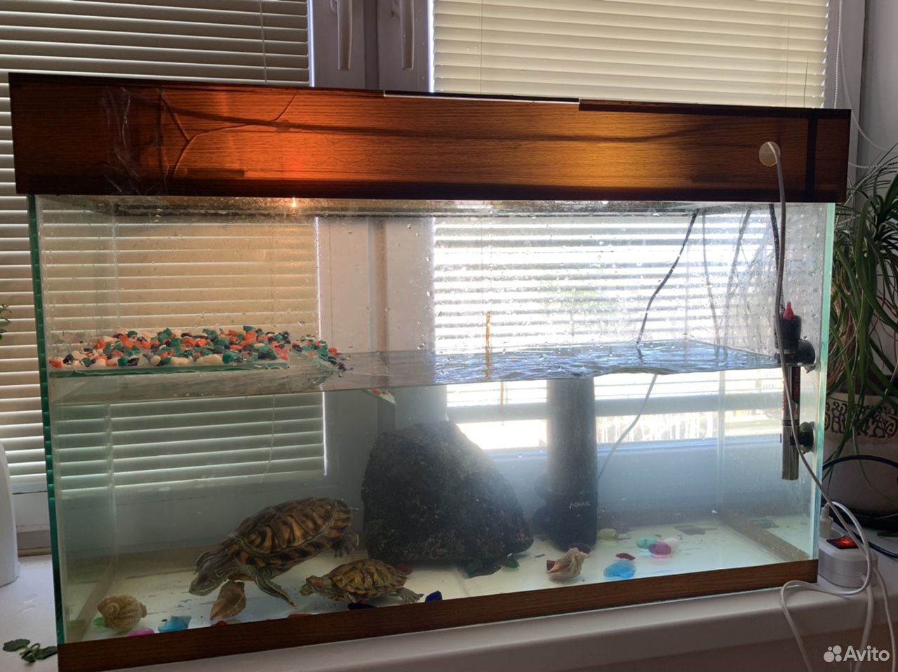 Террариум с двумя черепахами