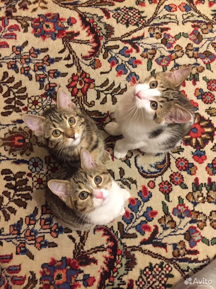 Котики Курбобики