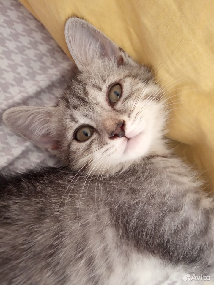Котенок