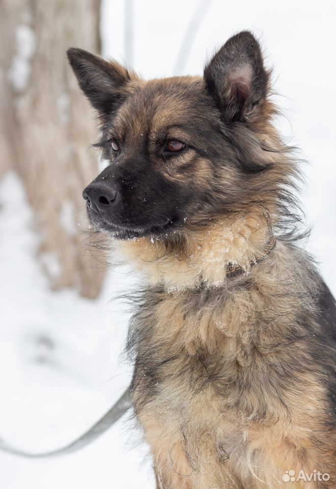 Собака в добрые руки