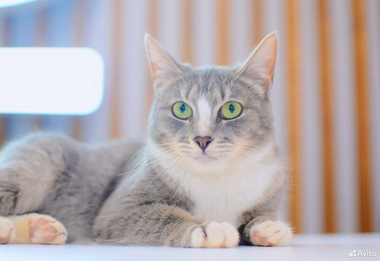 Нежная кошка Оливия ищет свою семью