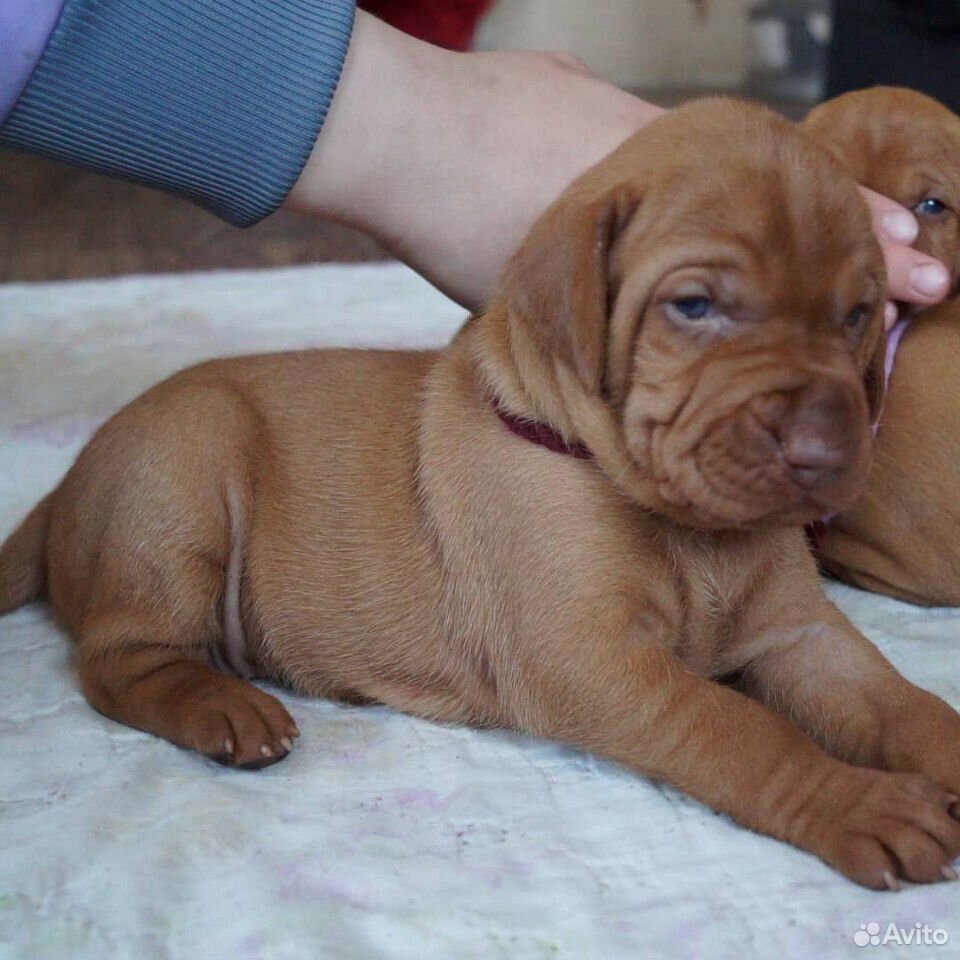 Щ.е.н.к.и вы.ж.л.ы