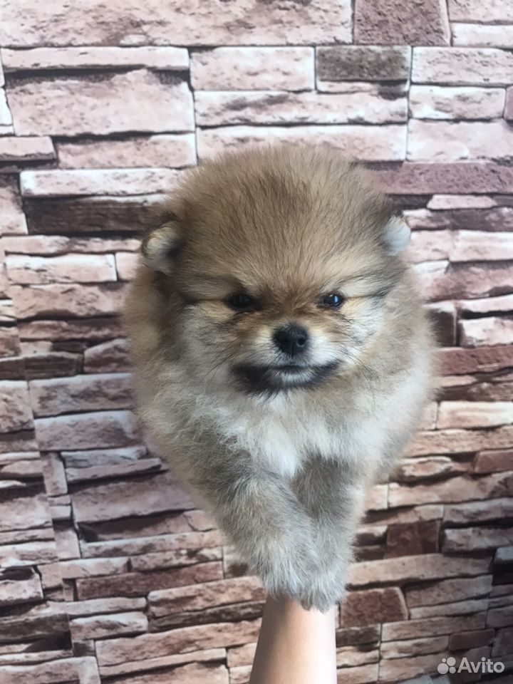 Шпицедетки