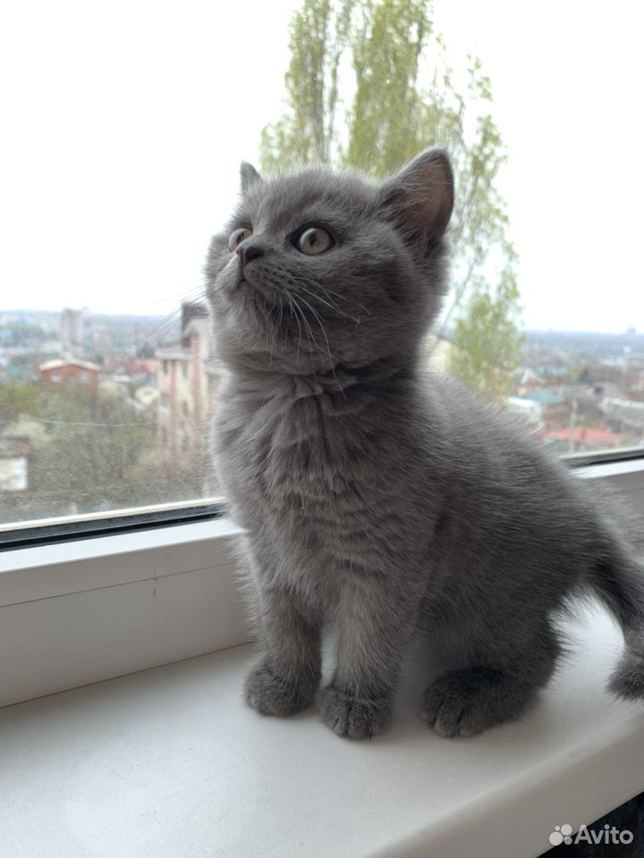 Британская симпапулька