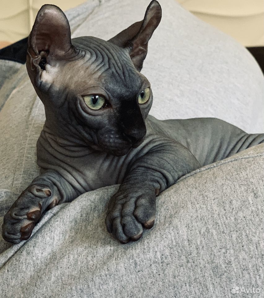 Космос - сфинкс котёнок на корооооотких лапках