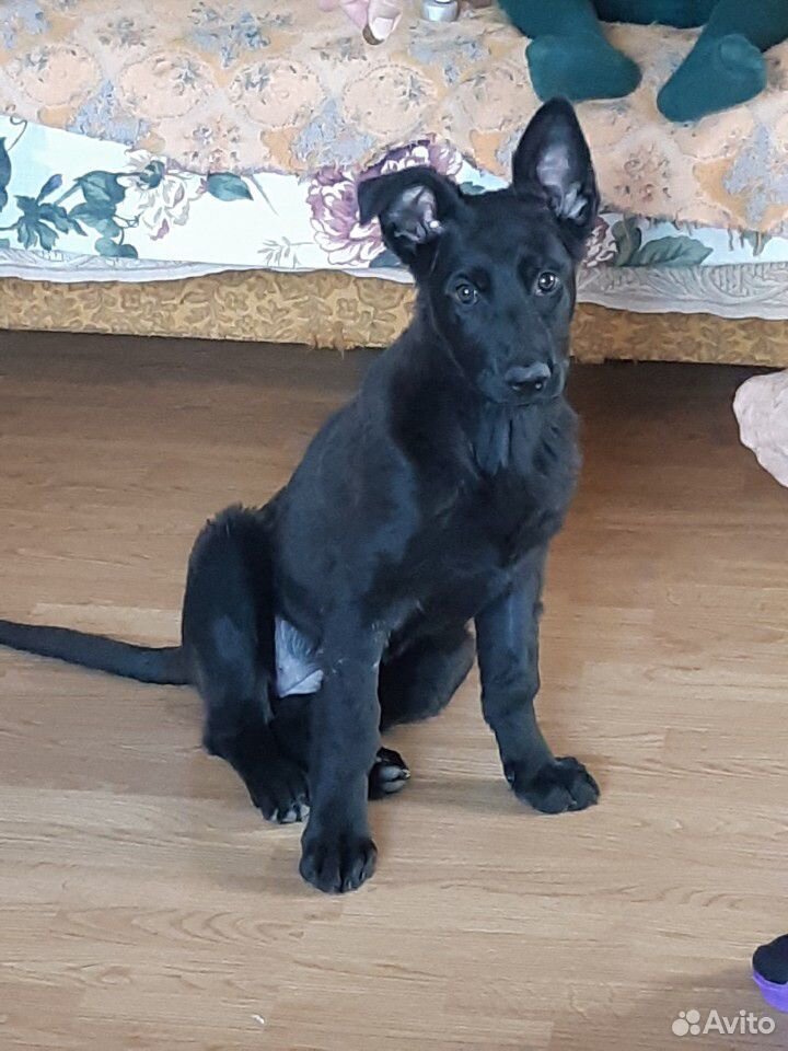 Щенок в добрые руки