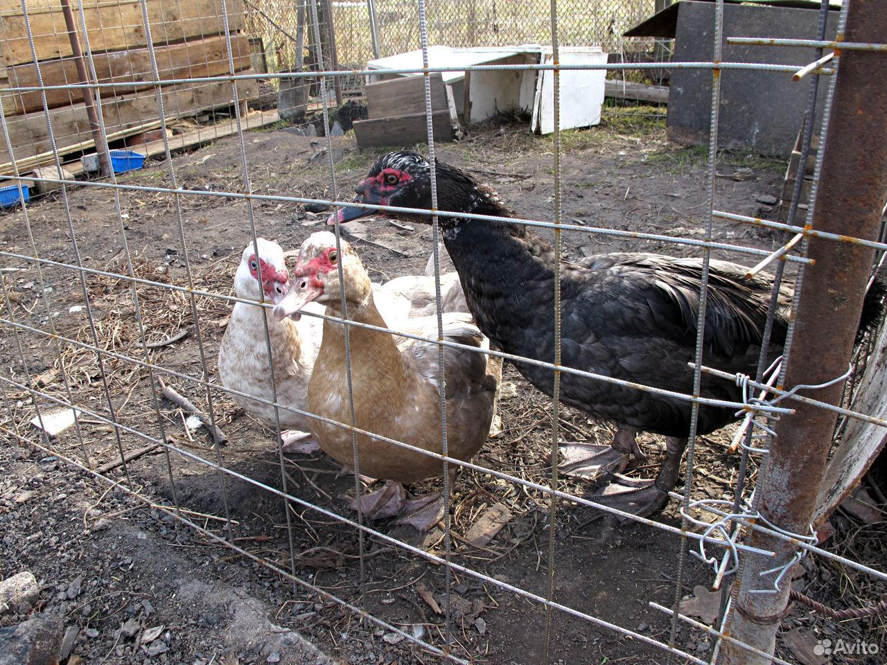 Утки мускусные индоутки молодая семья