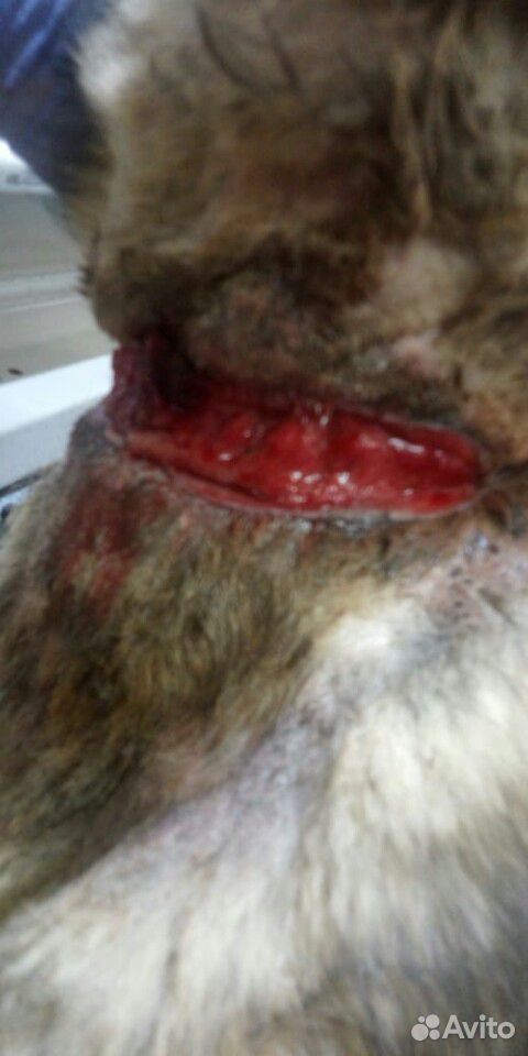 Шанс для кобеля подростка