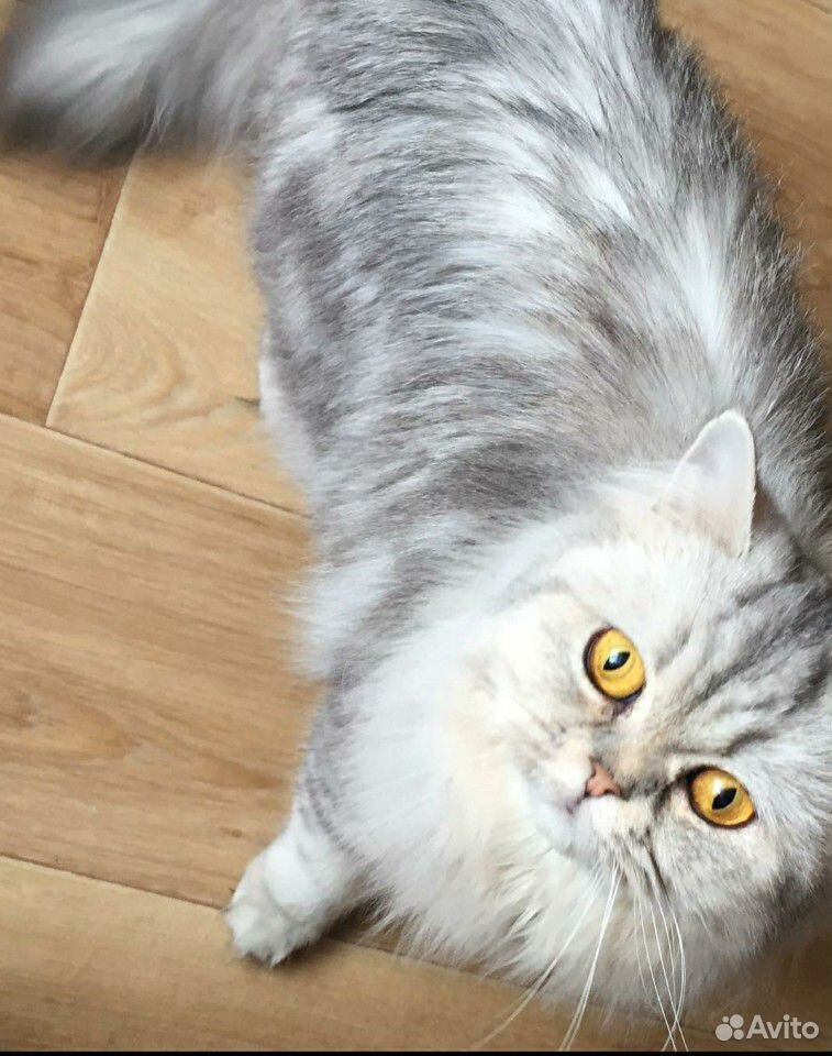 Хайленд-страйт