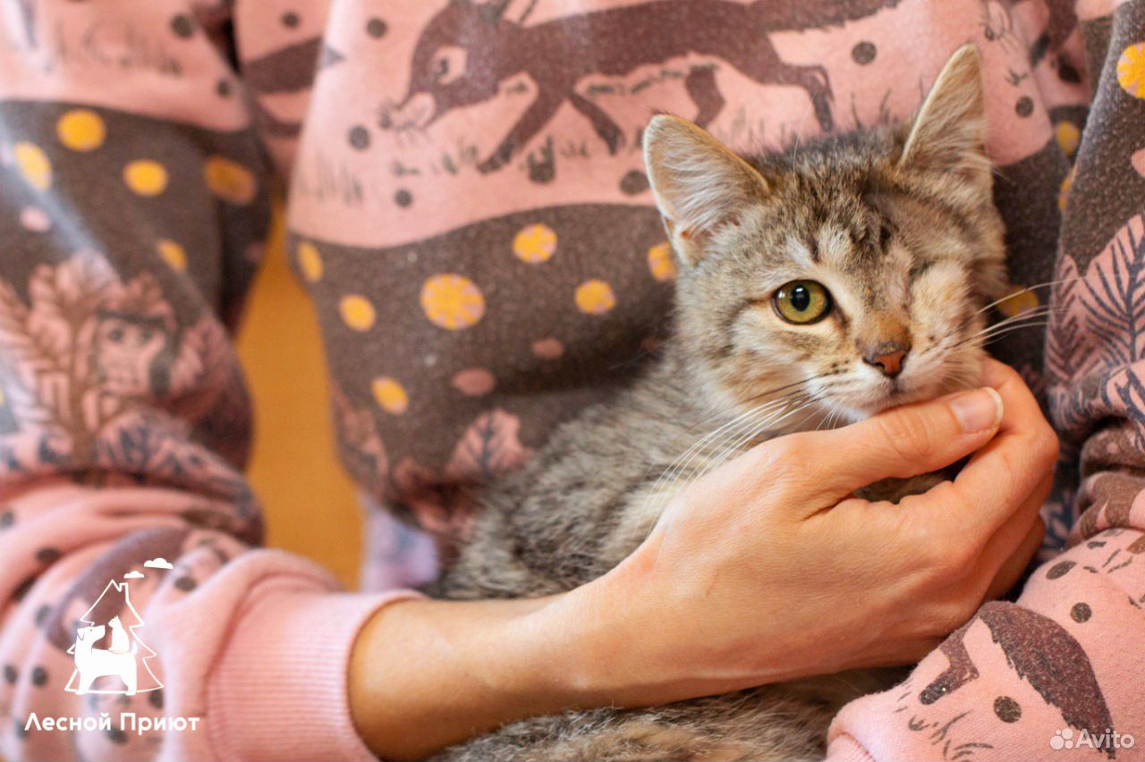 Домовёнок Кузя ждёт свою семью