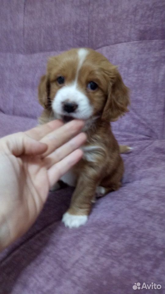 Англиский Кокер Спаниель