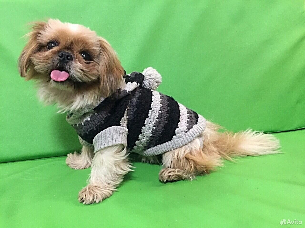 Мультик ищет дом