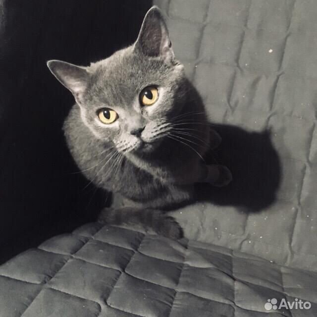 Британочка Бетти в дар