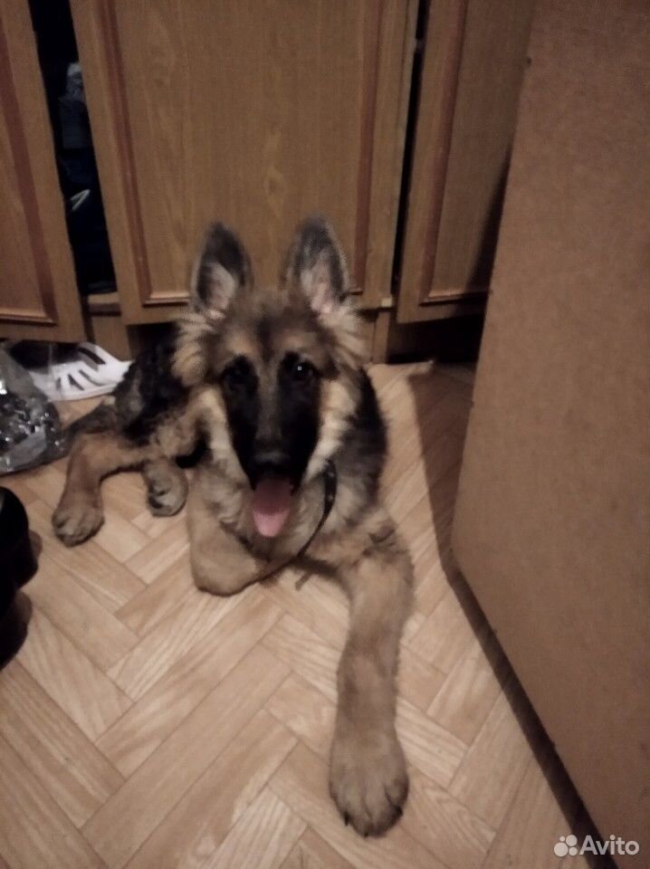 Собака