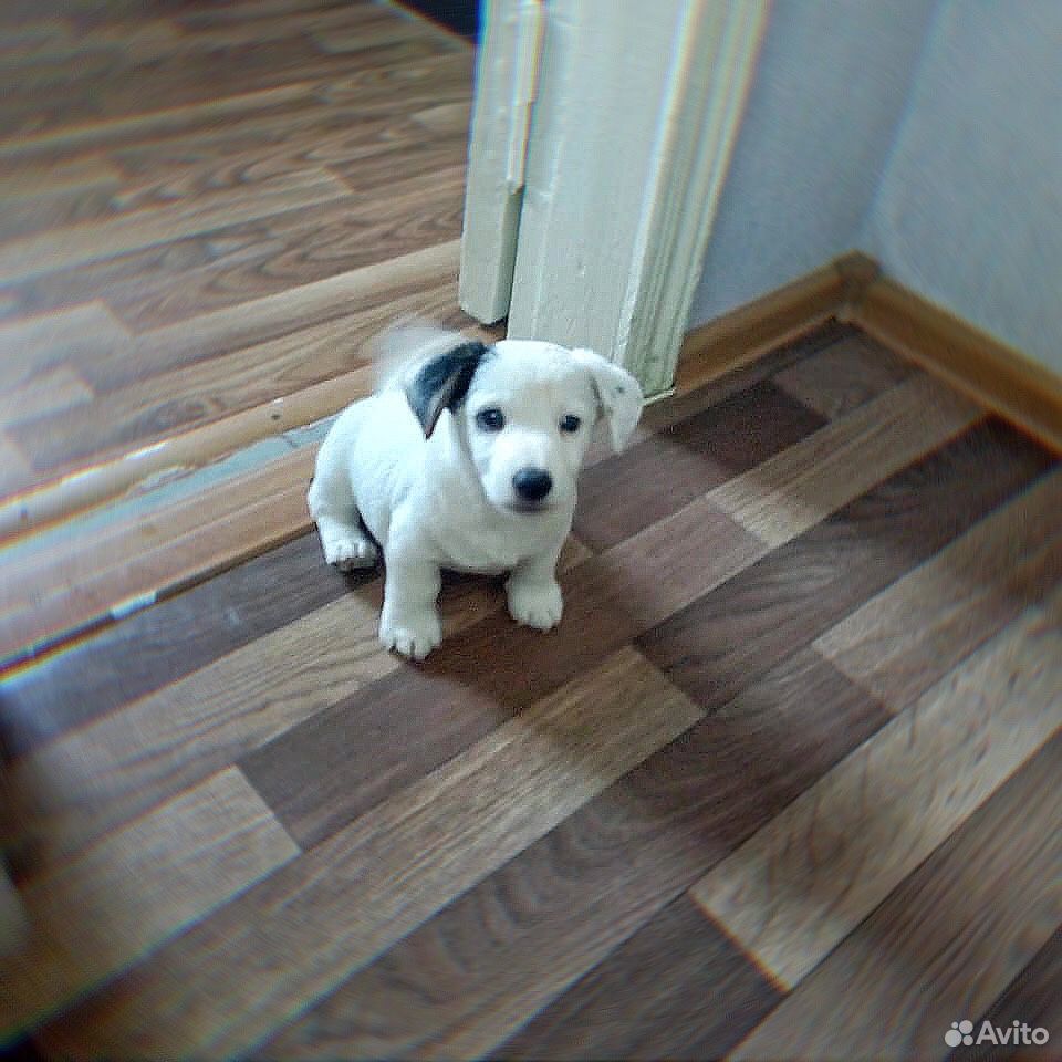 Щенки Джек Рассел терьера
