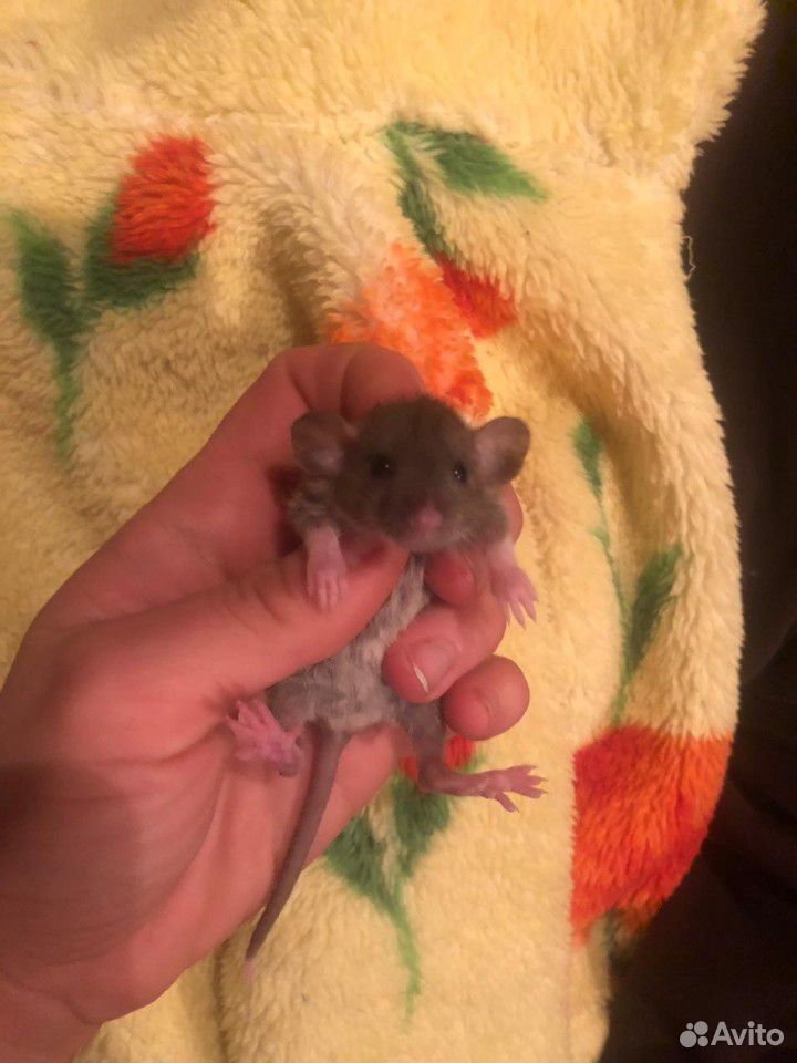 Крысята Дамбо, Рекс, даблрекс