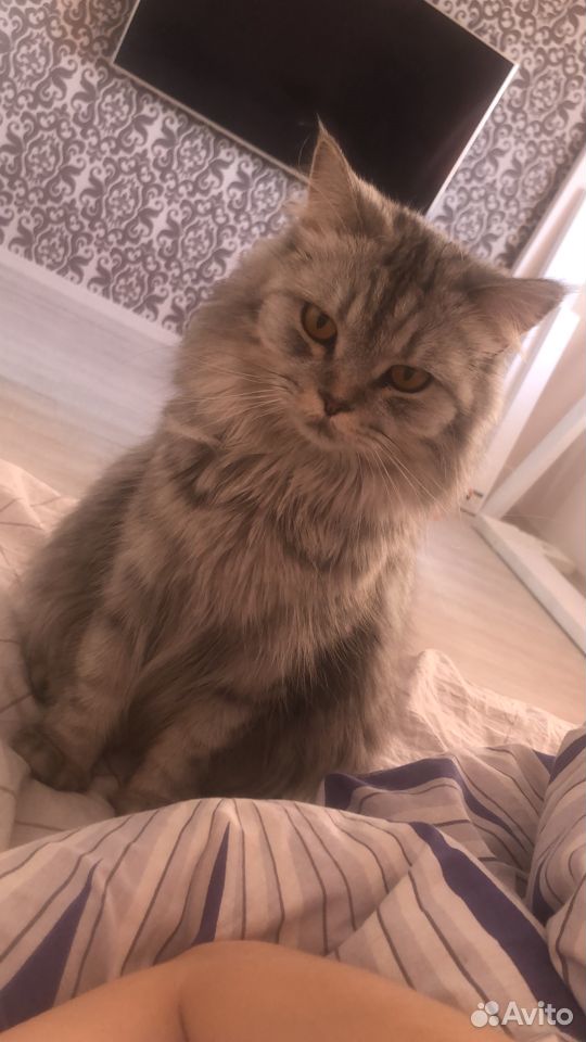 Кошечка ищет жениха