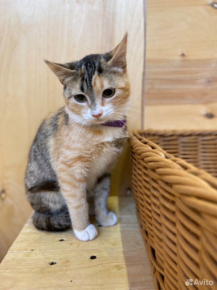 Трехцветная малышка - удача