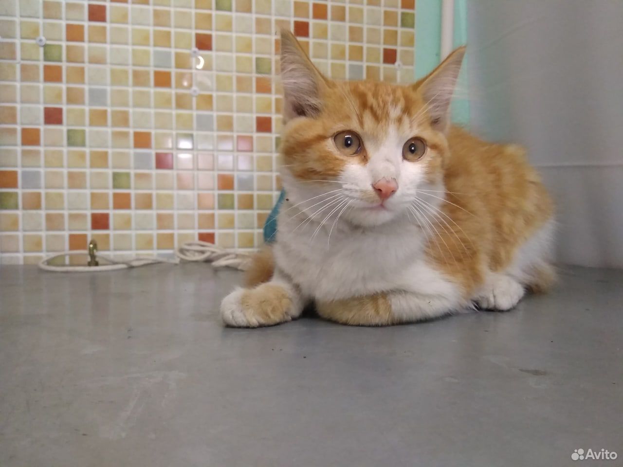 Нафаня в добрые руки