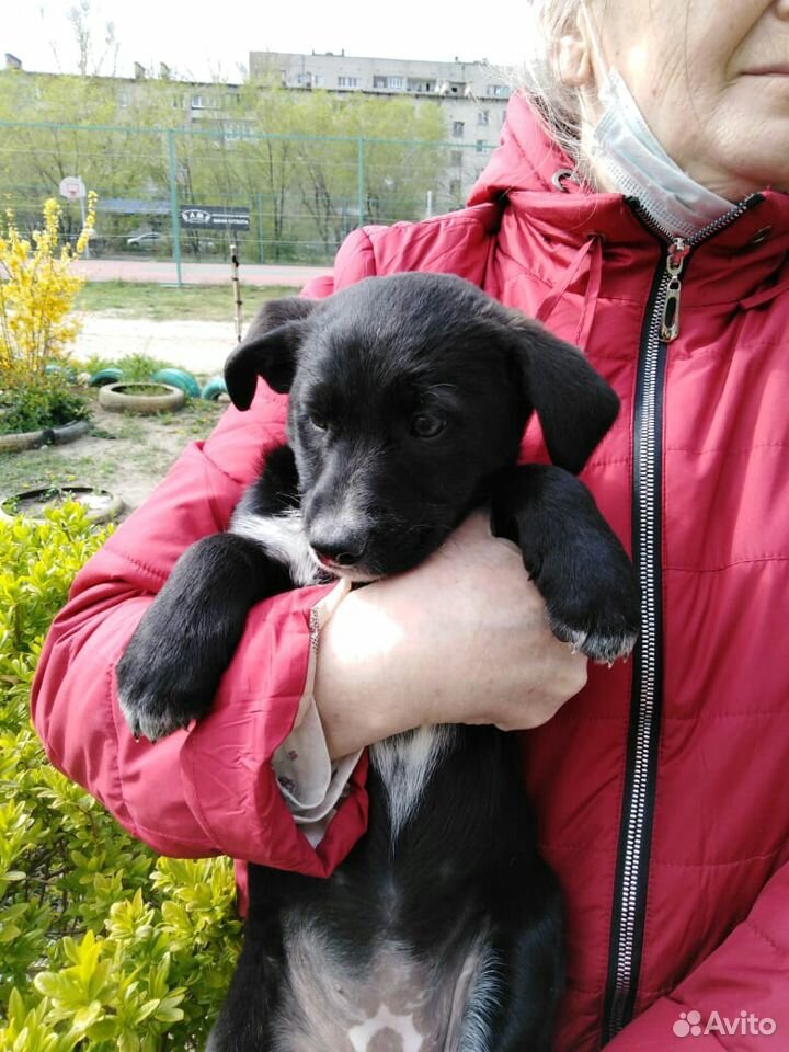 Щенок в добрые руки