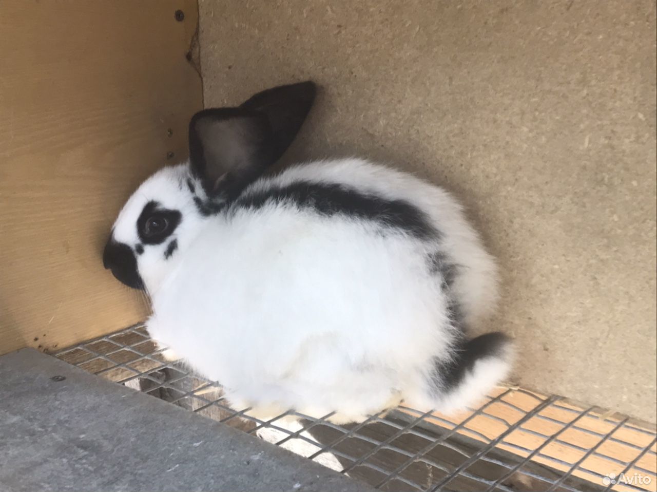 Кролик немецкий строкач