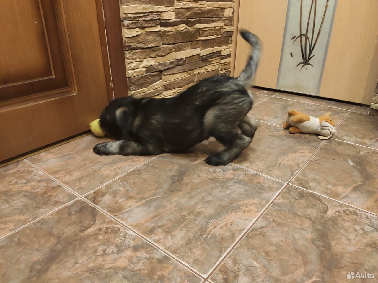 Щенки шнауцера п/с