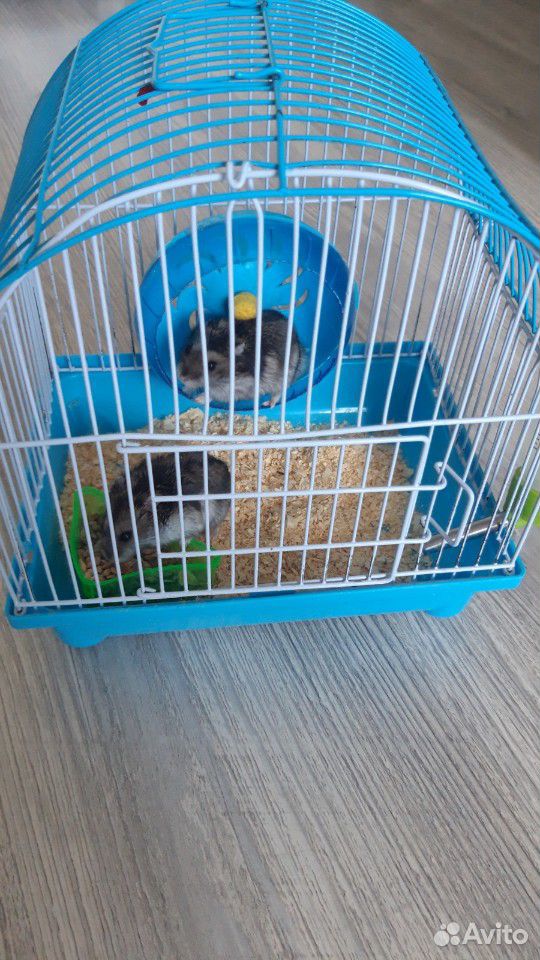 Джингарики