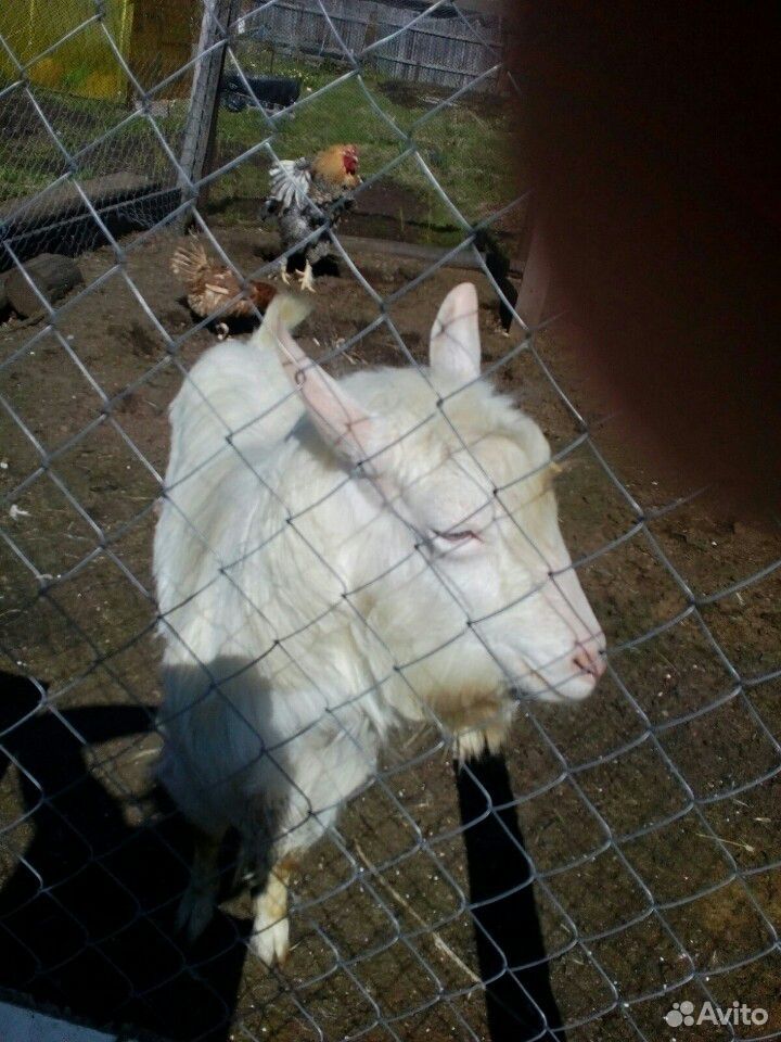 Козел продается