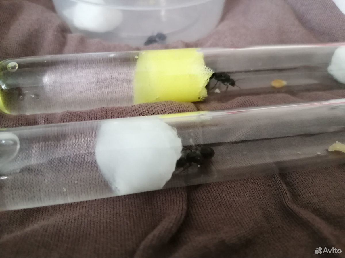 Матка муравьев