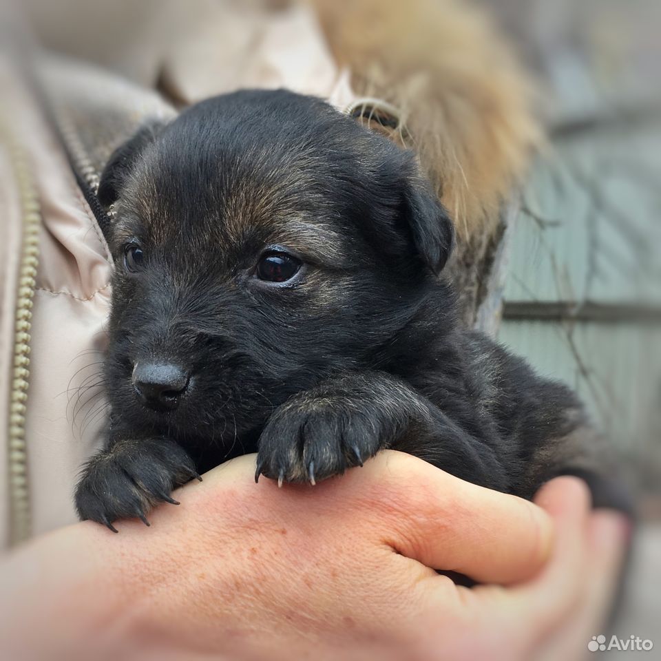Щенок (девочка, 1.5 месяца) в дар