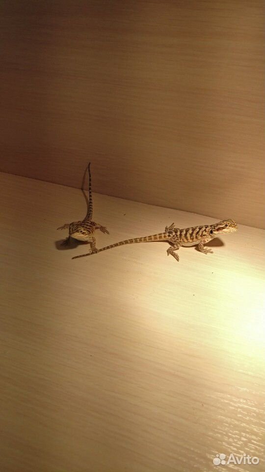 Бородатая агама