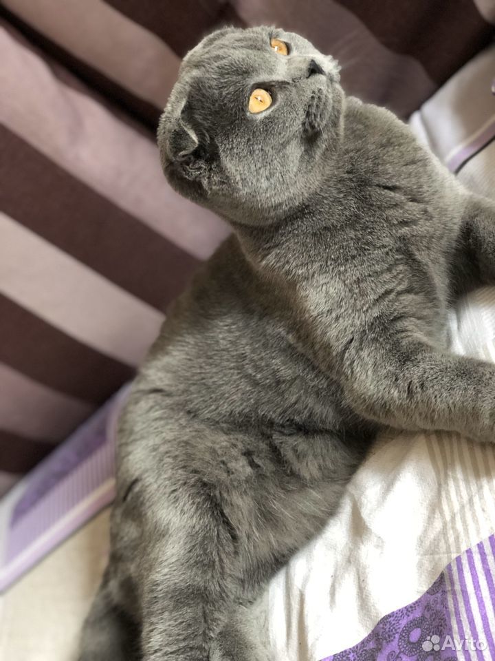 Шотландская вислоухая девочка ищет кота на вязку