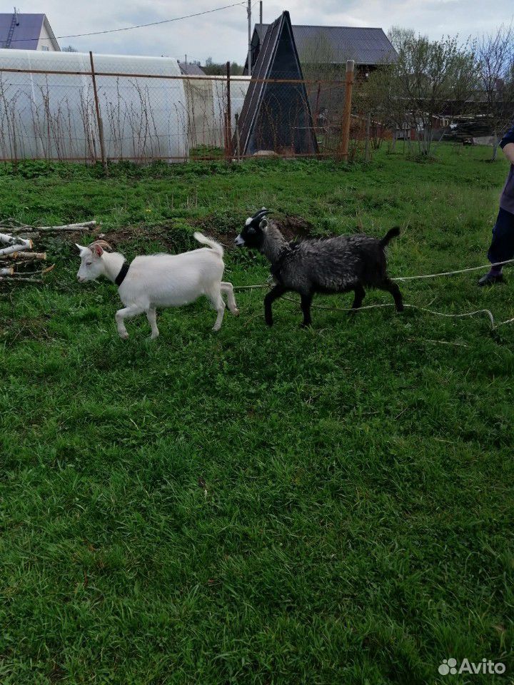 Продаю молодых коз