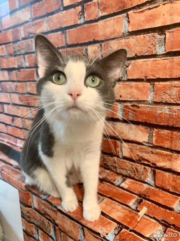 Кошечка Боня 1 год ищет дом