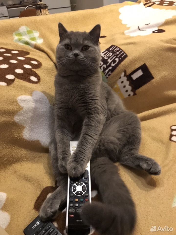 Вязка кот Британец
