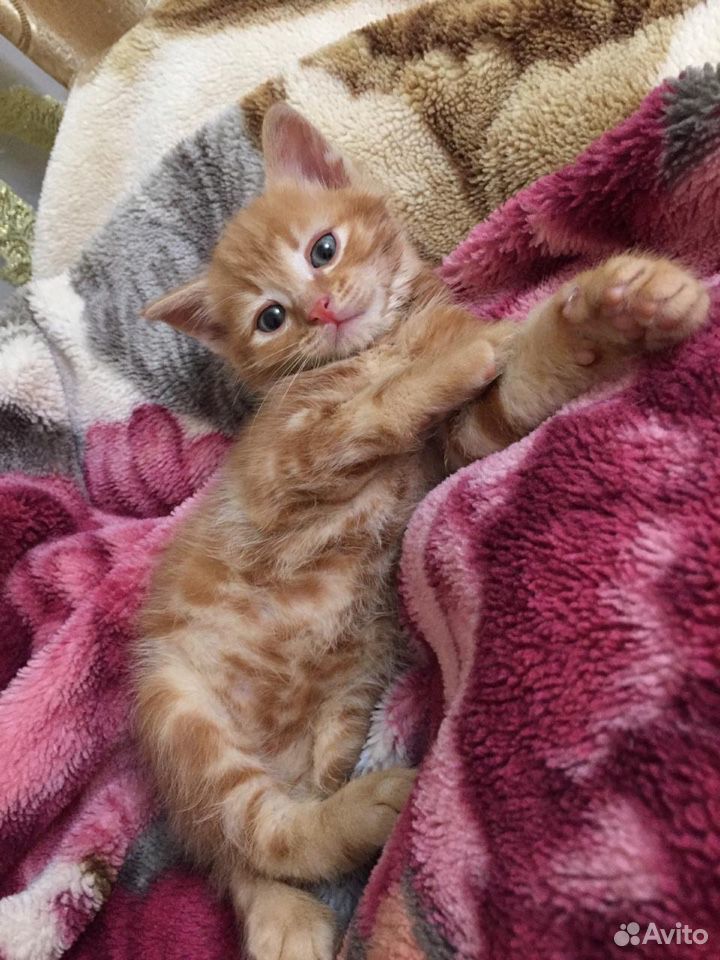 Котёнок ищет дом