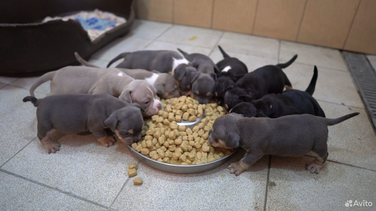 Американский Булли 9 щенков, осталось 2 щенка