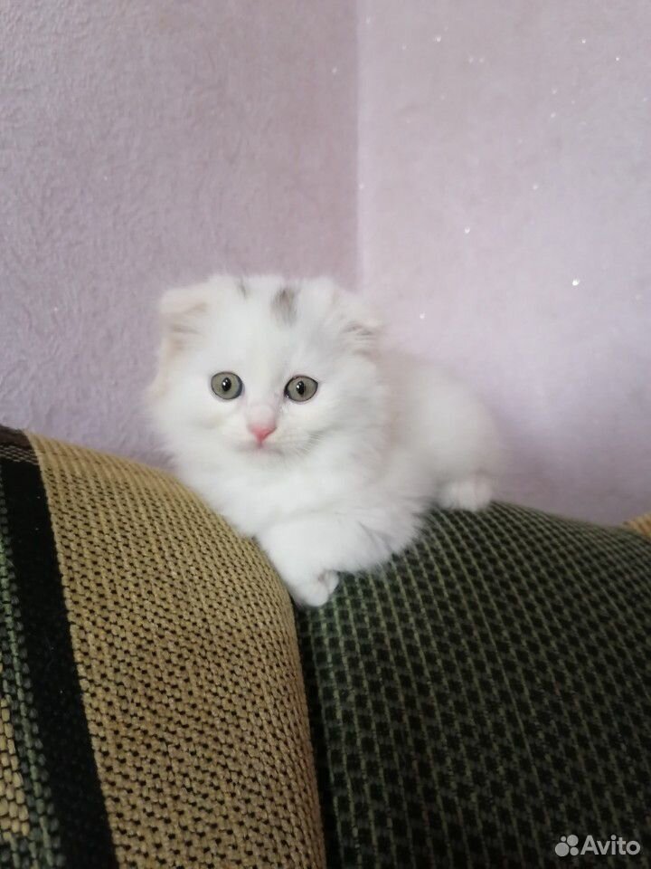 Ми-ми-Мишка
