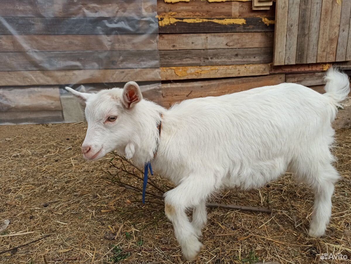 Продам козлят 2-х месячных