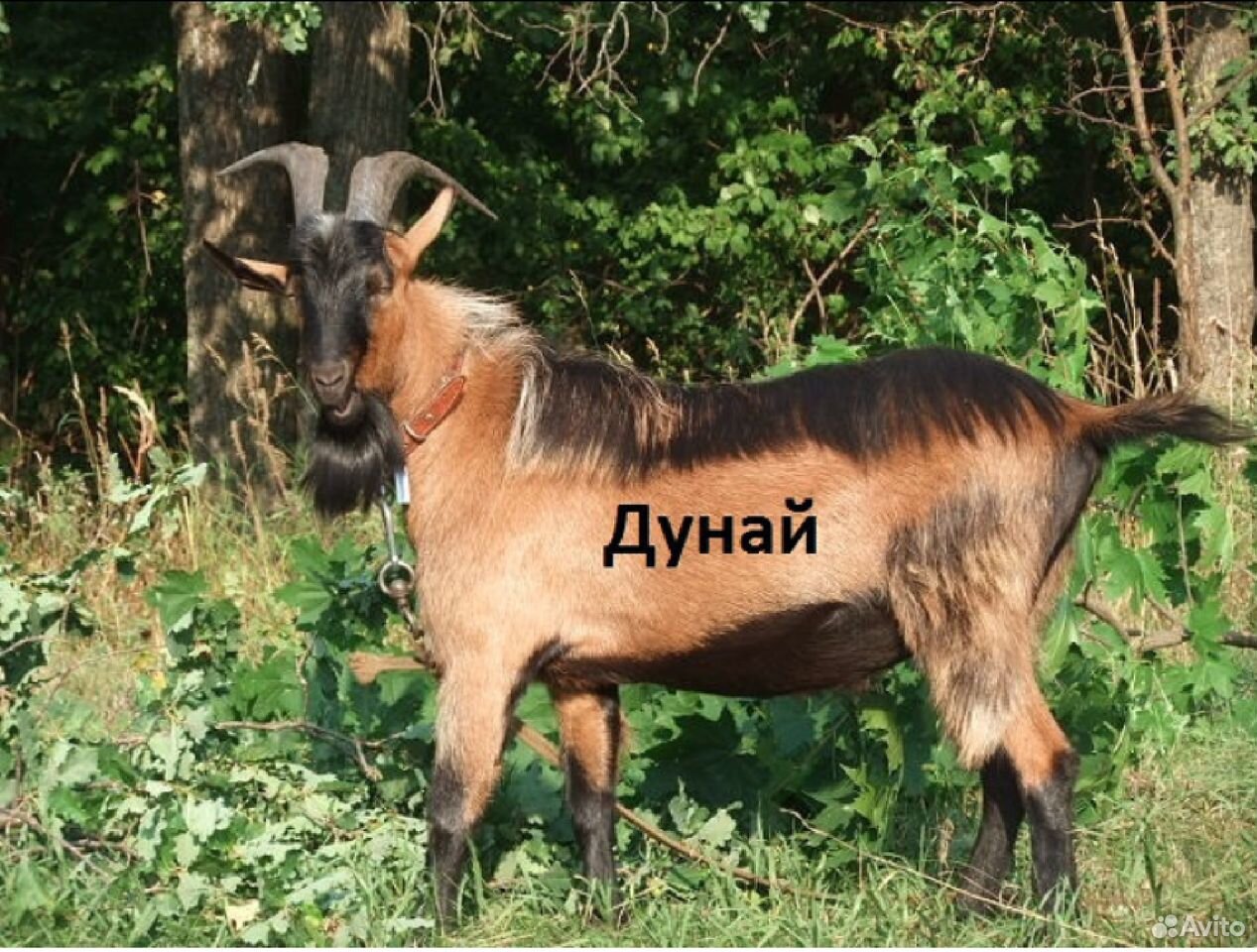 Альпийский козел