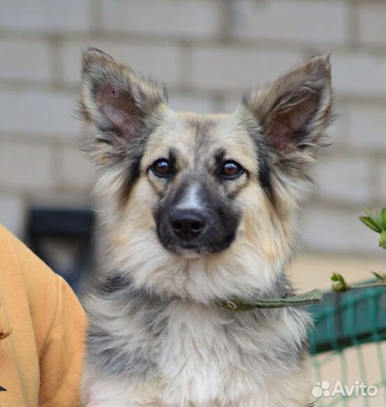 Маленькая собачка Лисичка